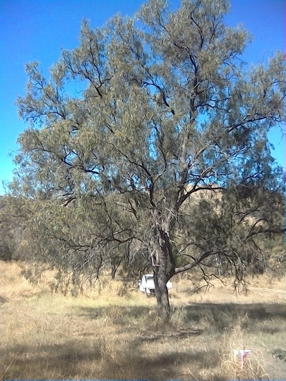 Trees – Tanglewood Natives Nursery