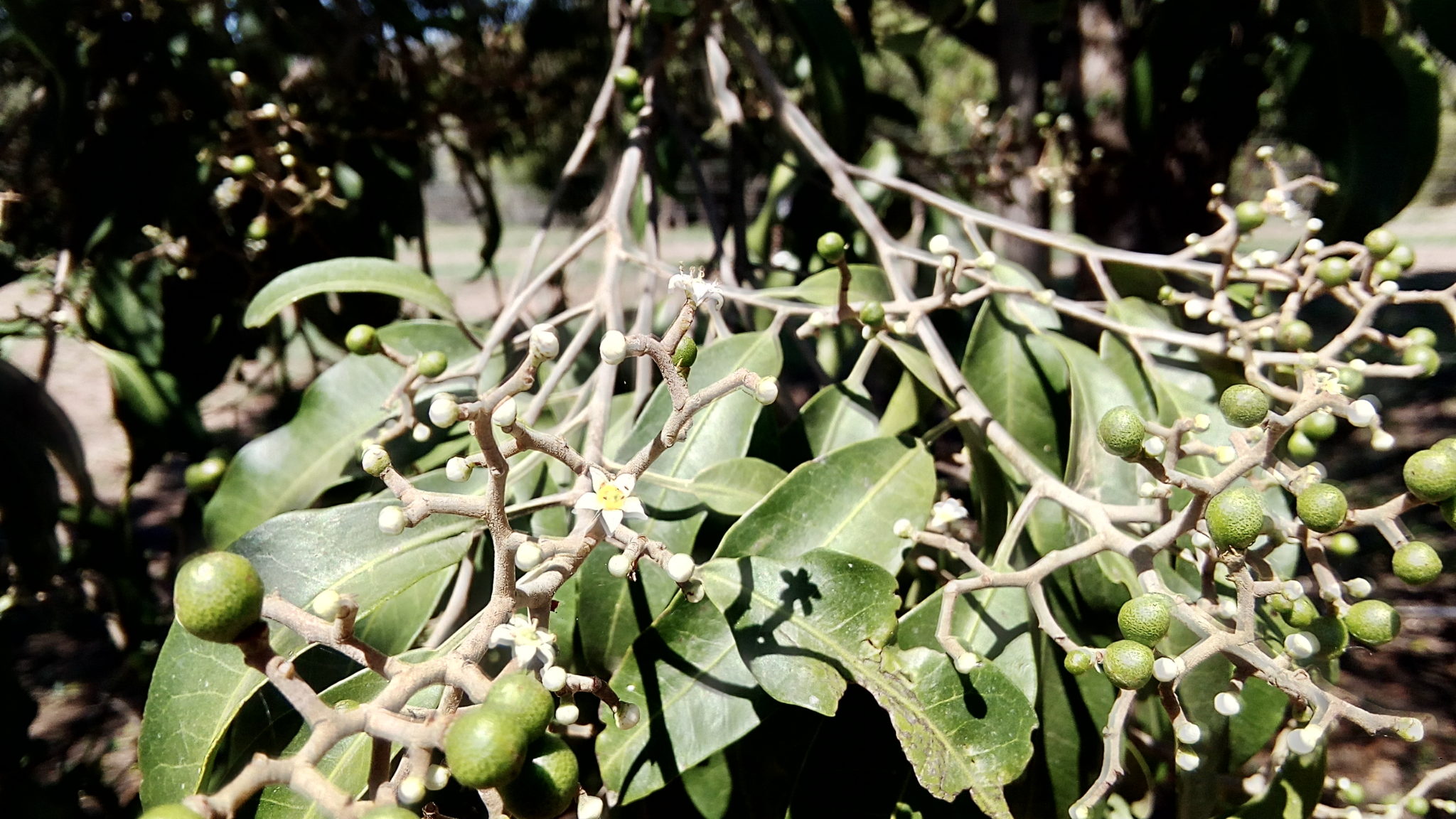 Trees – Tanglewood Natives