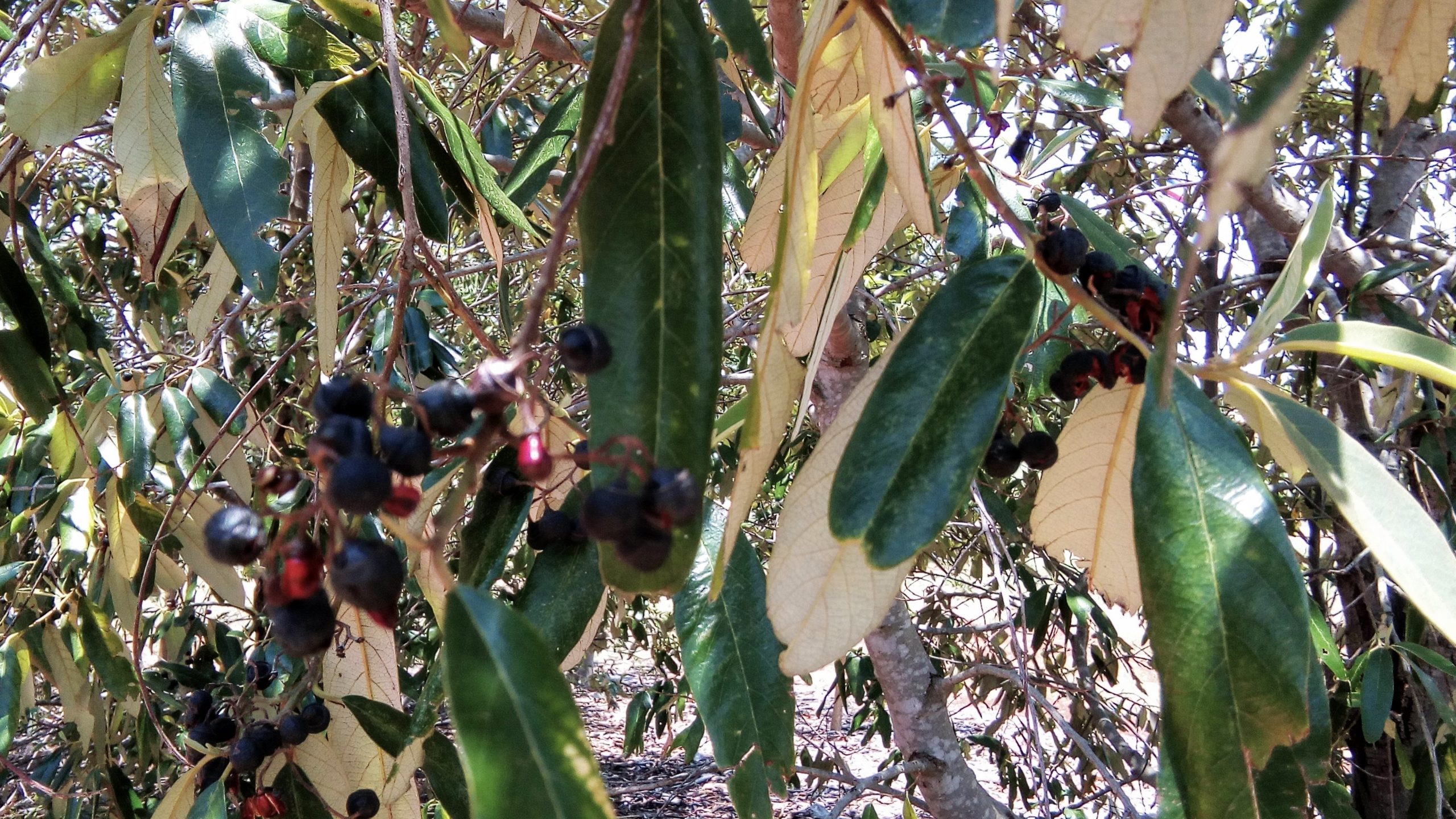 Trees – Tanglewood Natives