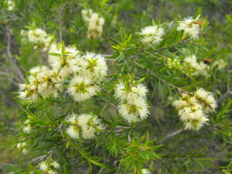 Stock Availability – Trees – Tanglewood Natives