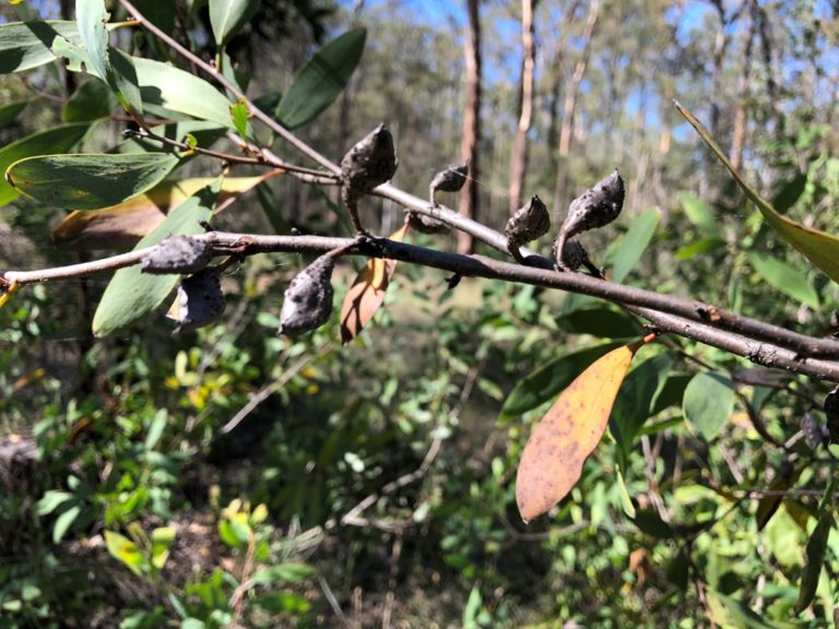 Shrubs – Tanglewood Natives