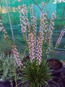 Stock Availability – Herbaceous Plants – Tanglewood Natives