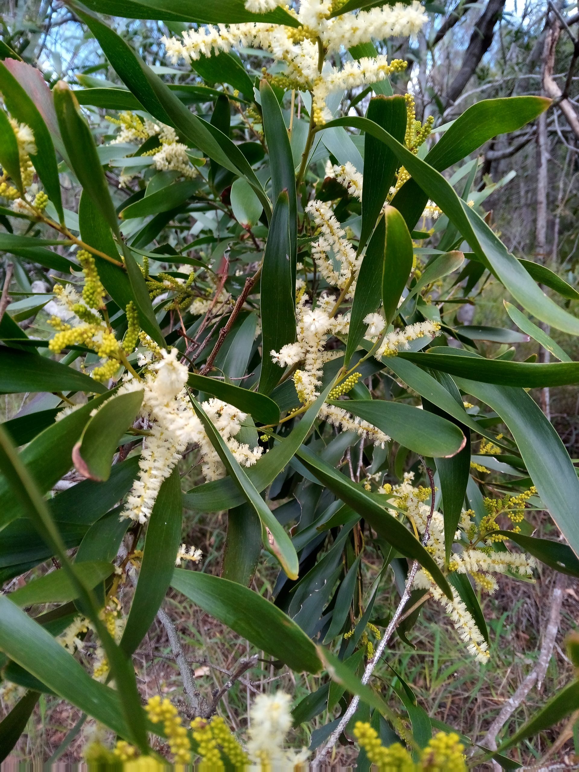 Trees – Tanglewood Natives