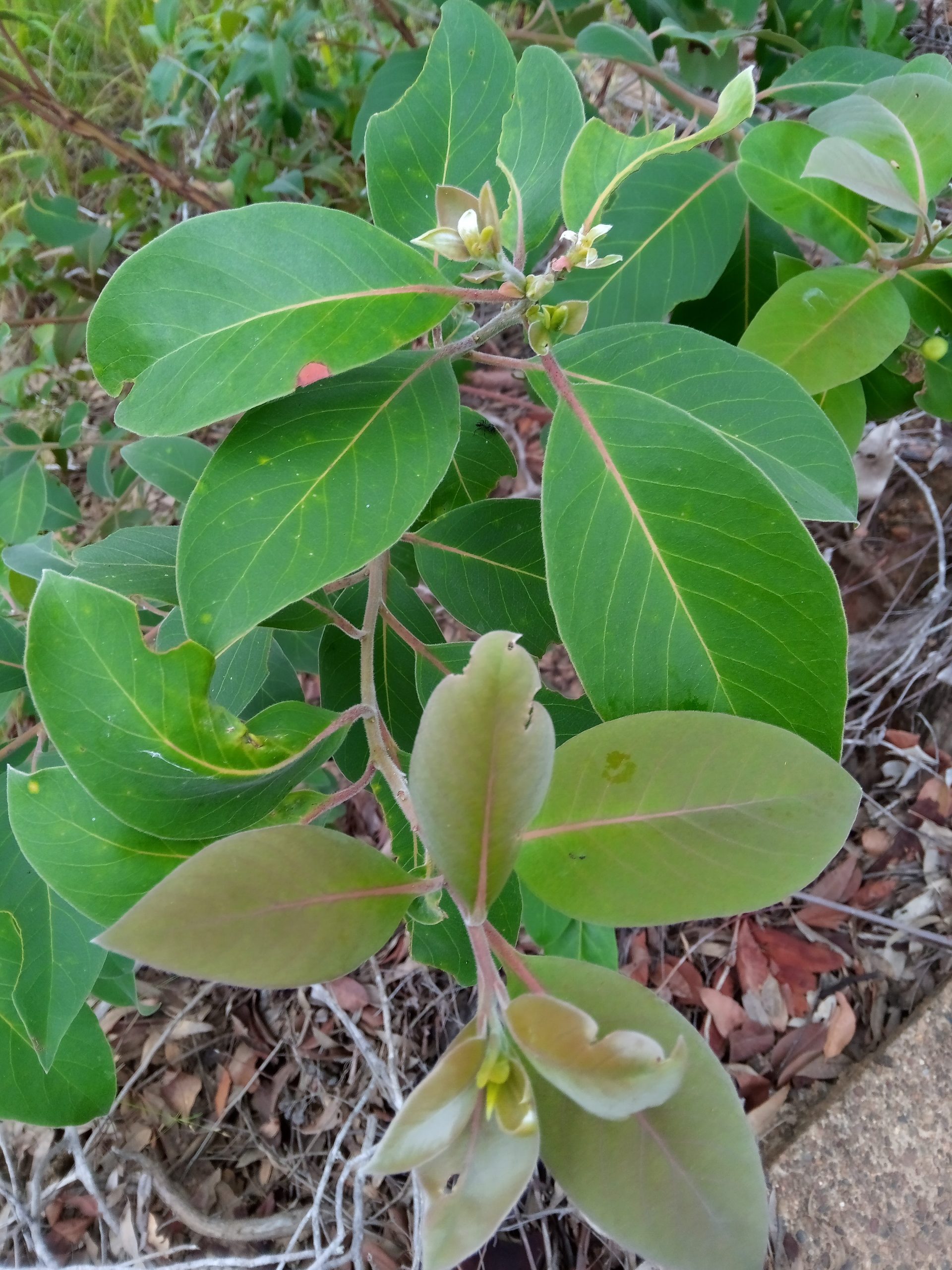 Stock Availability – Trees – Tanglewood Natives