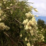 Stock Availability – Trees – Tanglewood Natives