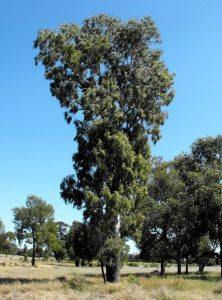 Stock Availability – Trees – Tanglewood Natives