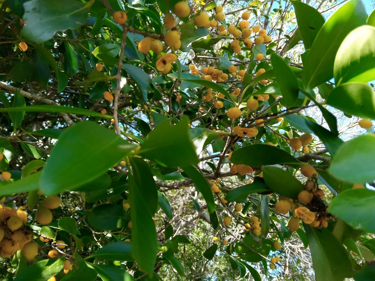 Trees – Tanglewood Natives