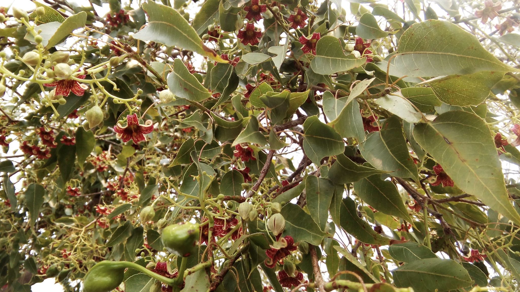 Stock Availability – Trees – Tanglewood Natives