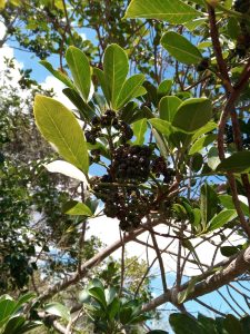 Trees – Tanglewood Natives