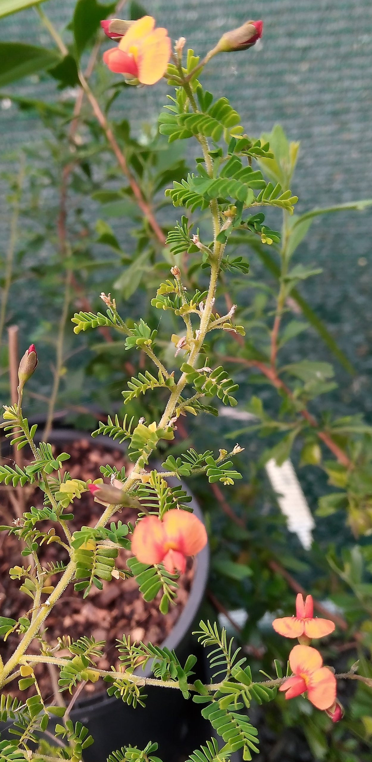 Shrubs – Tanglewood Natives