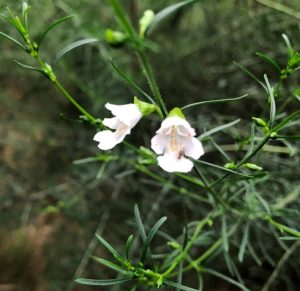 Stock Availability – Shrubs – Tanglewood Natives