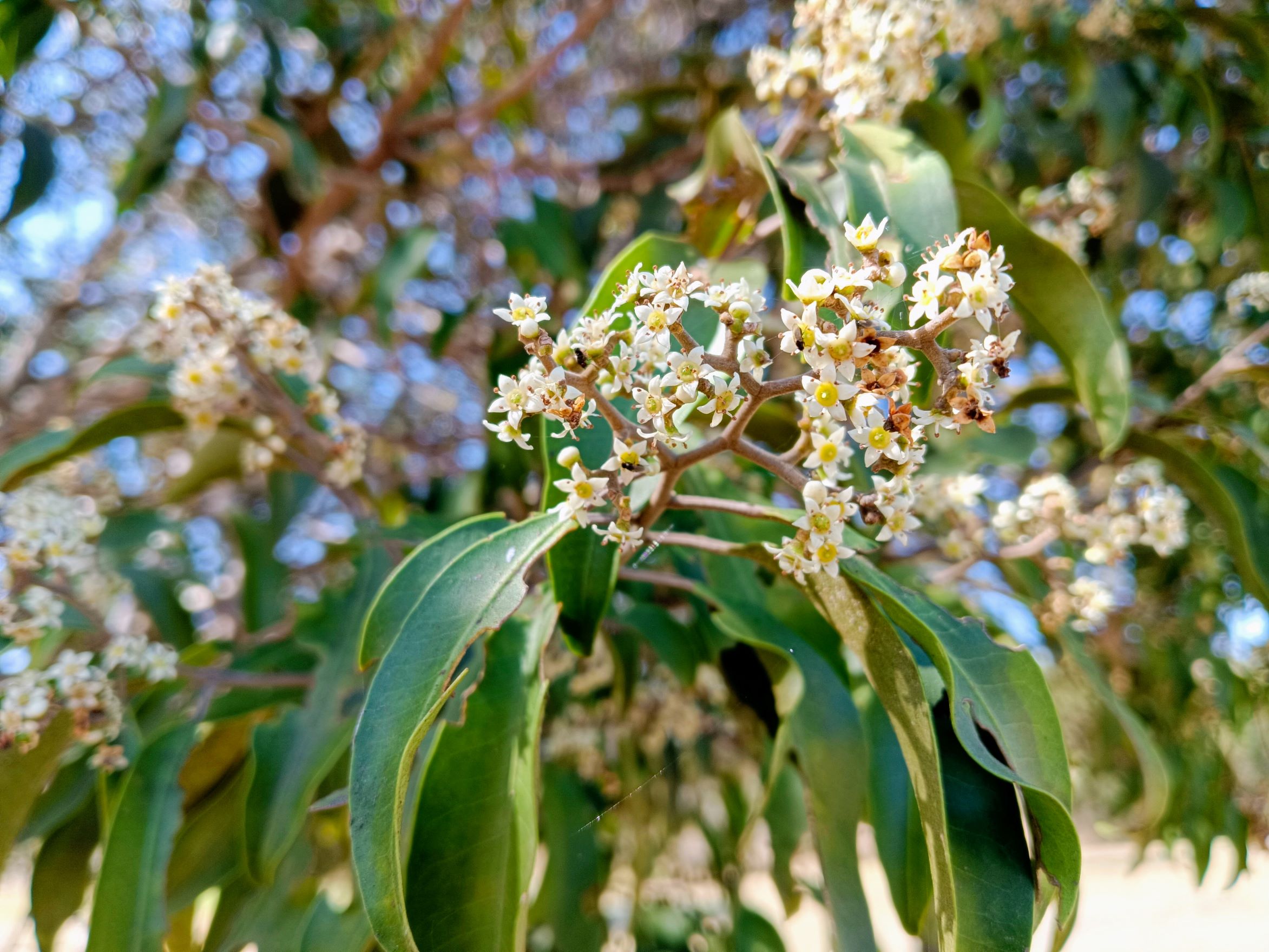 Trees – Tanglewood Natives