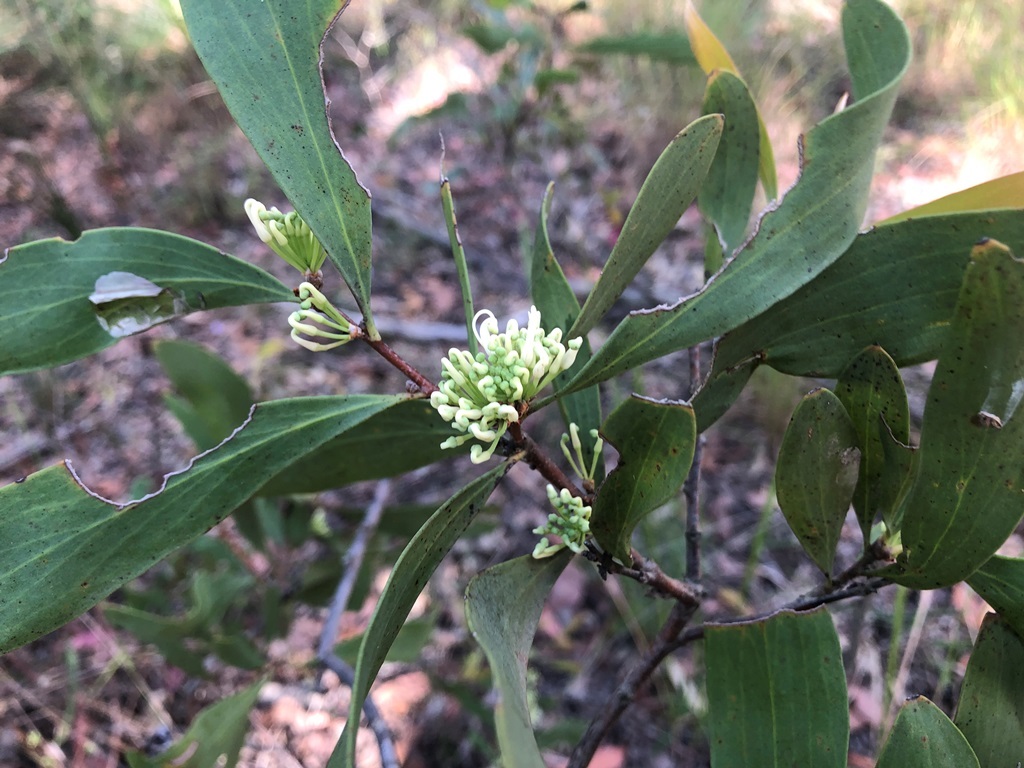 Shrubs – Tanglewood Natives