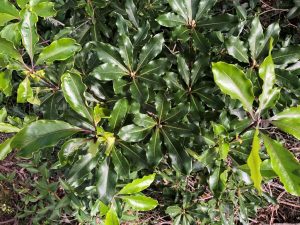 Stock Availability – Trees – Tanglewood Natives
