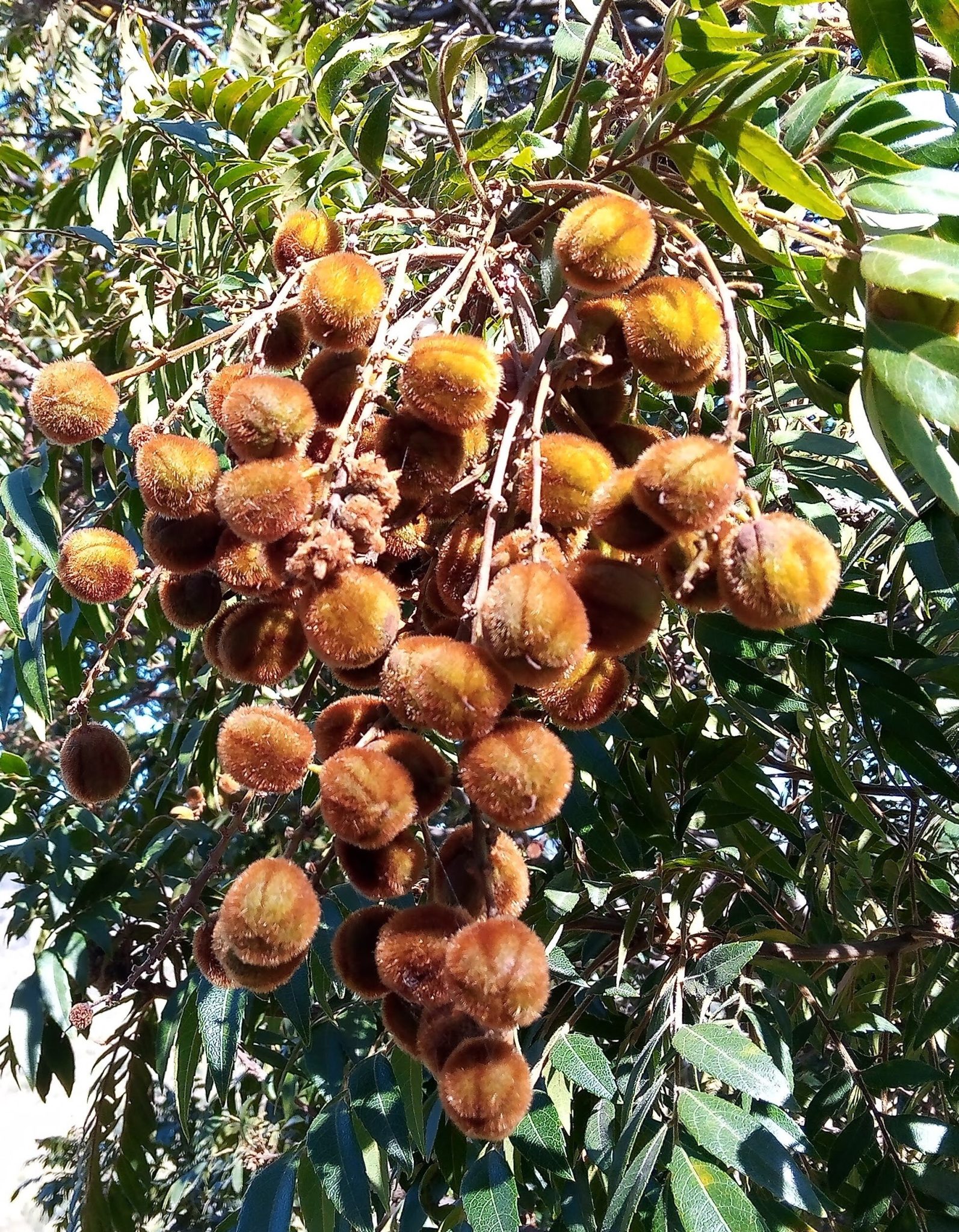 Stock Availability – Trees – Tanglewood Natives